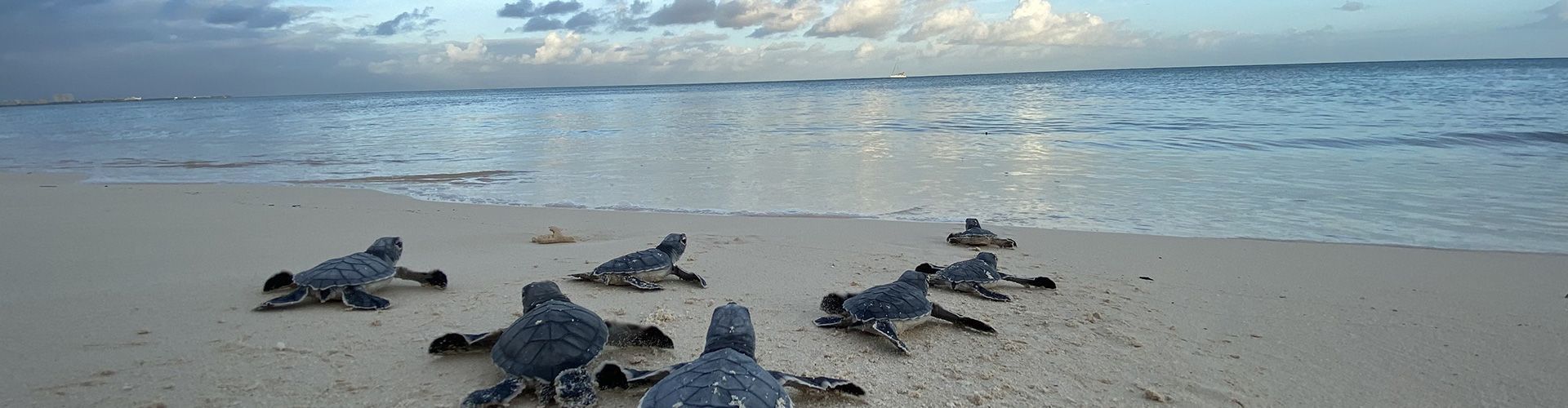 Caring for Paradise | Moon Palace The Grand – Cancún®